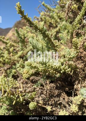 Seepweeds (Suaeda) Plantae Stock Photo - Alamy