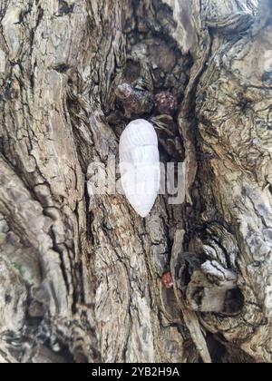 (Cerion tridentatum) Mollusca Stock Photo - Alamy