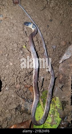A red coffee snake (Ninia sebae) has the same colors as a dangerous ...