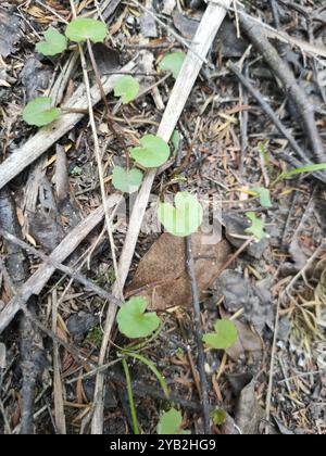 Centella (Centella uniflora) Plantae Stock Photo - Alamy