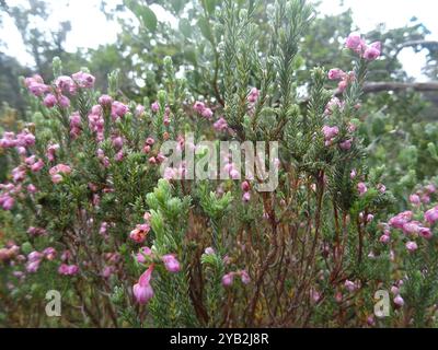 Berry Heath (Erica baccans) Plantae Stock Photo - Alamy
