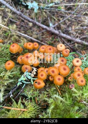 Pinewood Gingertail (Xeromphalina campanella) Fungi Stock Photo - Alamy