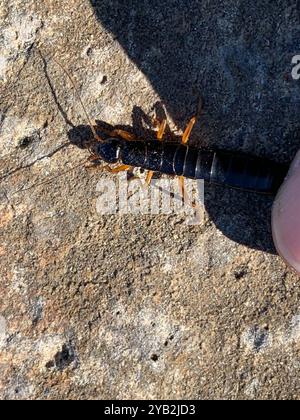 Maritime Earwig (Anisolabis maritima) Insecta Stock Photo - Alamy