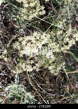 mariola (Parthenium incanum) Plantae Stock Photo - Alamy