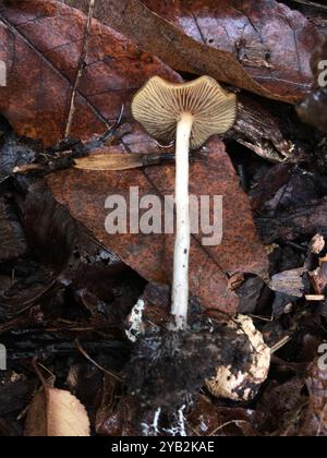 Wavy Cap (Psilocybe cyanescens) Fungi Stock Photo - Alamy
