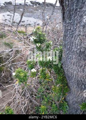 Coastal Rosemary (Westringia fruticosa), Plantae, Sydney NSW, Australia ...