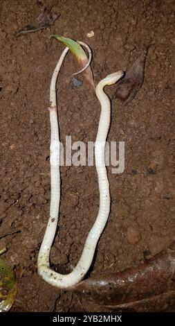 Red Coffee Snake (Ninia sebae) Reptilia Stock Photo - Alamy