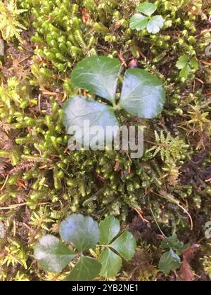 threeleaf goldthread (Coptis trifolia) Plantae Stock Photo - Alamy