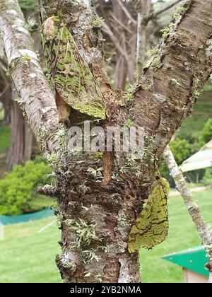 Pūriri moth (Aenetus virescens), Insecta, North Island, Auckland ...
