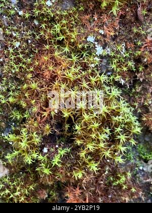 Twisted Moss (Tortella tortuosa) Plantae Stock Photo - Alamy