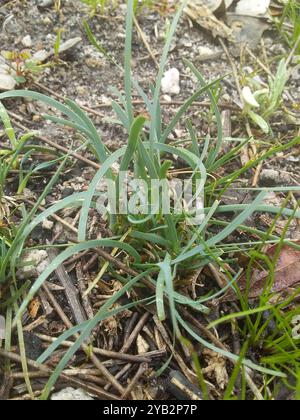 dwarf mat-rush (Lomandra nana) Plantae Stock Photo - Alamy