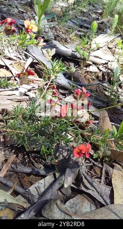 red parrot-pea (Dillwynia hispida) Plantae Stock Photo - Alamy