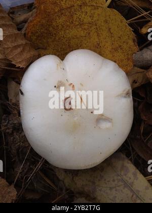 robust clitocybe (Clitocybe robusta) Fungi Stock Photo - Alamy