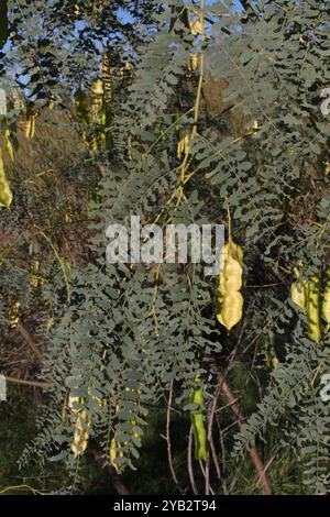 Rattlebush (Sesbania drummondii) Plantae Stock Photo - Alamy