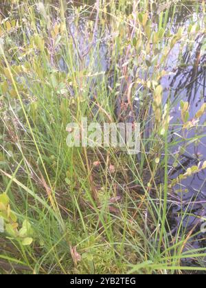 boreal bog sedge (Carex magellanica irrigua Stock Photo - Alamy