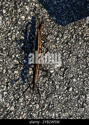 Southern two-striped walkingstick (Anisomorpha buprestoides) female ...