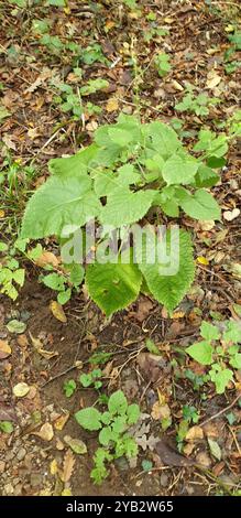 Sticky Sage (Salvia glutinosa) Plantae Stock Photo - Alamy