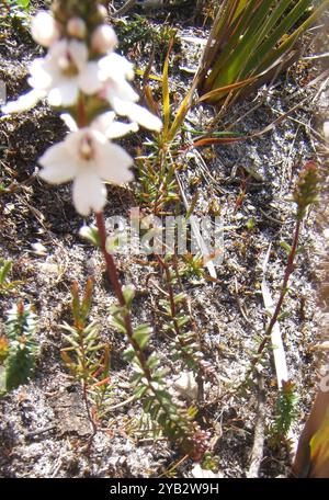 purple eyebright (Euphrasia collina), Plantae, Westons Lake, Great ...