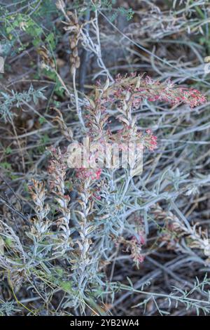 Woolly Paintbrush (Castilleja lanata) Plantae Stock Photo - Alamy