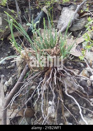 dwarf mat-rush (Lomandra nana) Plantae Stock Photo - Alamy