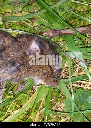 Meadow Vole (Microtus pennsylvanicus) Mammalia Stock Photo - Alamy
