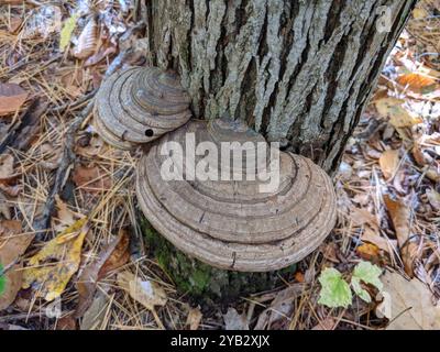 (Ganoderma megaloma) Fungi Stock Photo - Alamy
