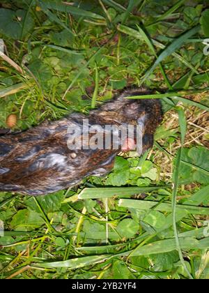 Meadow Vole (Microtus pennsylvanicus) Mammalia Stock Photo - Alamy