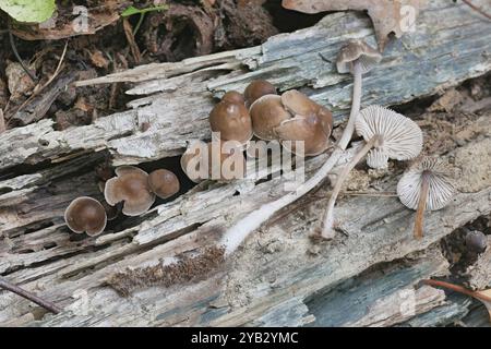 Red-spotted Mycena (Mycena maculata) Fungi Stock Photo - Alamy