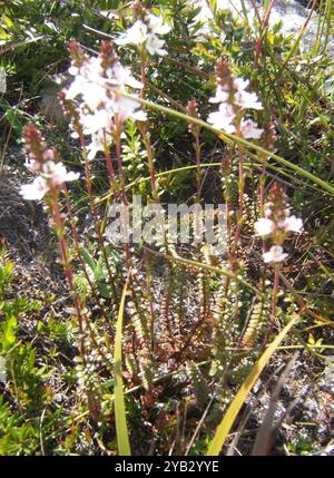 purple eyebright (Euphrasia collina), Plantae, Guildford TAS 7321 ...