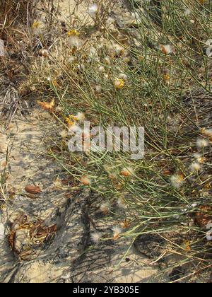 Summer Curryflower (Lasiosiphon polycephalus) Plantae Stock Photo - Alamy