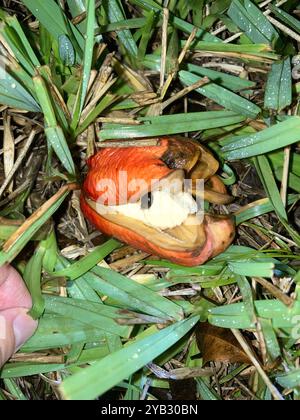 Ackee (Blighia sapida) Plantae Stock Photo - Alamy