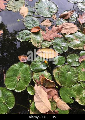 water fringe (Nymphoides peltata) Plantae Stock Photo - Alamy