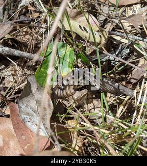 Glasswing (Acraea andromacha) Insecta Stock Photo - Alamy