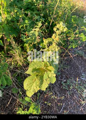 flannel weed (Sida cordifolia) Plantae Stock Photo - Alamy
