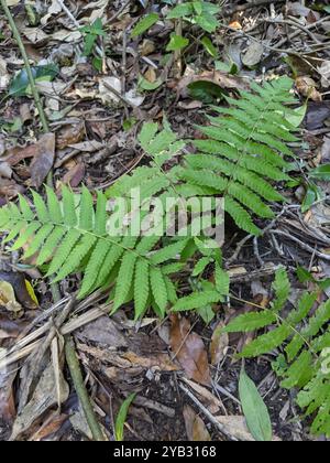 Soft Fern (Christella dentata) Plantae Stock Photo - Alamy