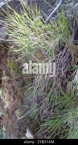 wiry spear-grass (Austrostipa muelleri) Plantae Stock Photo - Alamy