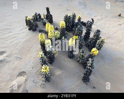 (Cistanche lutea) Plantae Stock Photo - Alamy