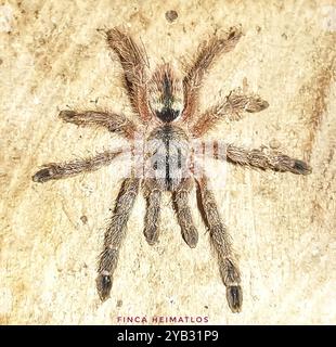 Orange Tree Spiders (Tapinauchenius) Arachnida Stock Photo - Alamy