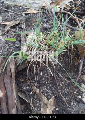dwarf mat-rush (Lomandra nana) Plantae Stock Photo - Alamy