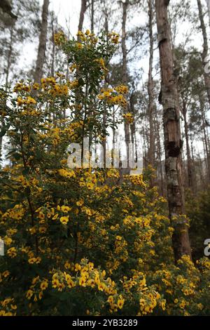 (Goodia pubescens) Plantae Stock Photo - Alamy