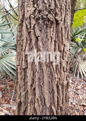 Swamp Cottonwood (Populus heterophylla) Plantae Stock Photo - Alamy