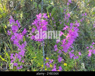 coastalplain balm (Dicerandra linearifolia) Plantae Stock Photo - Alamy