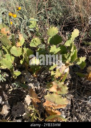 dwarf desert peony (Acourtia nana) Plantae Stock Photo - Alamy