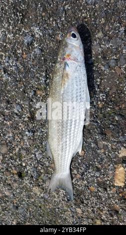 Common Mullets (Mugil) Actinopterygii Stock Photo - Alamy