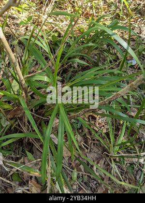 flax-lilies (Dianella) Plantae Stock Photo - Alamy