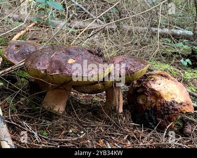 Queen Bolete (Boletus regineus) Fungi Stock Photo - Alamy