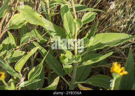Pecos Sunflower (Helianthus paradoxus) Plantae Stock Photo - Alamy