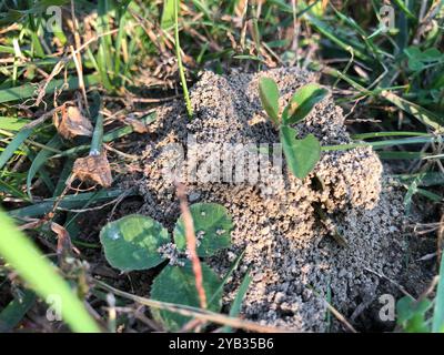 Turfgrass Ant (Lasius neoniger), Insecta, Belcarra, BC, Canada, Feeding ...