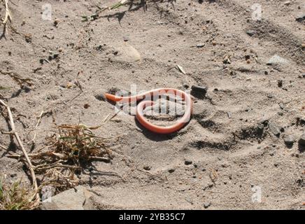 Cuvier's Blind Legless Skink (Typhlosaurus caecus) Reptilia Stock Photo ...