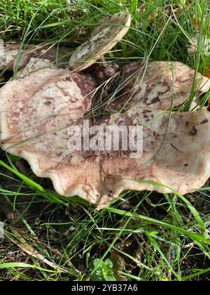 Blushing Milkcap (Lactarius controversus) Fungi Stock Photo - Alamy